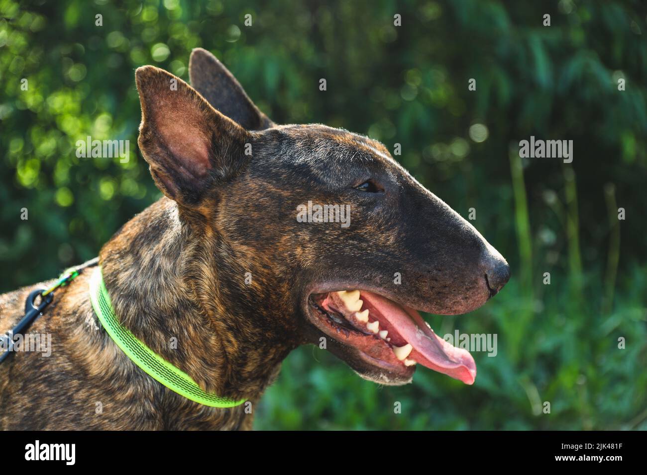 A young beautiful bull terrier in a brindle color Stock Photo - Alamy