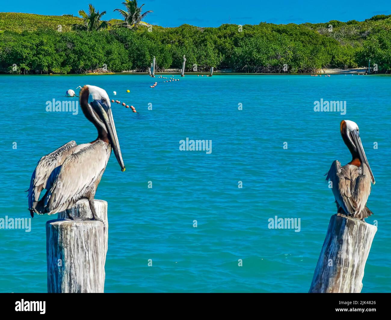 Pelicans pelican bird birds on port of the Isla Contoy island harbor ...
