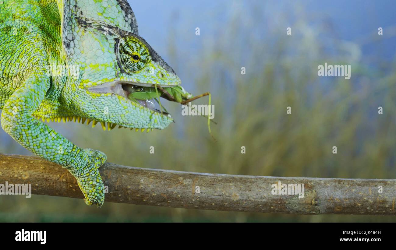 Close Up Of Veiled Chameleon Eats A Praying Mantis Veiled Chameleon Cone Head Chameleon Or