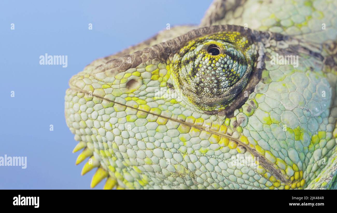 Close-up portrait of Veiled chameleon looking up, on blue sky ...