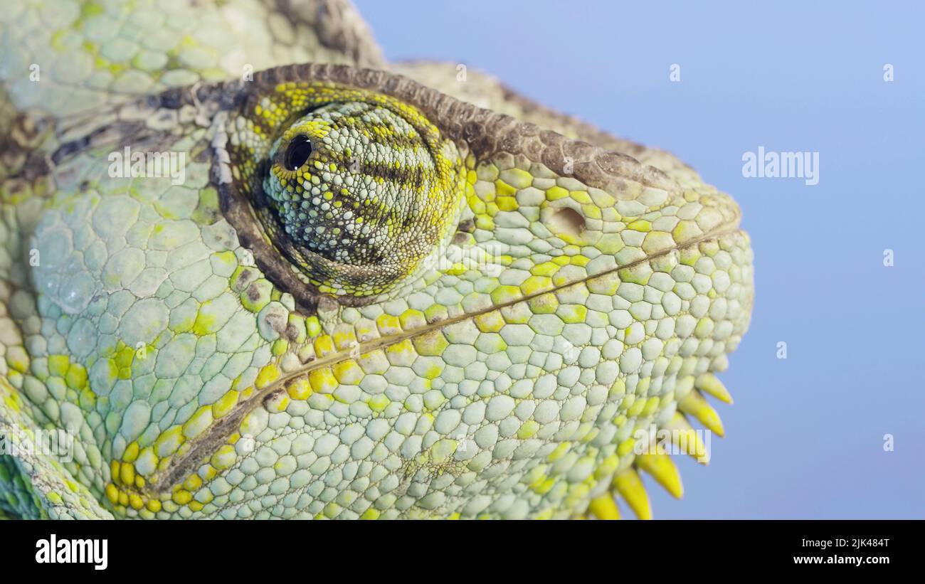 Close-up portrait of Veiled chameleon on blue sky background. Veiled ...