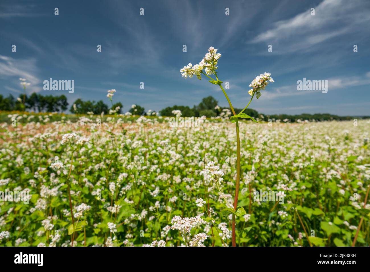 Blooming buckwheat field. Agriculture industry landscape Stock Photo ...