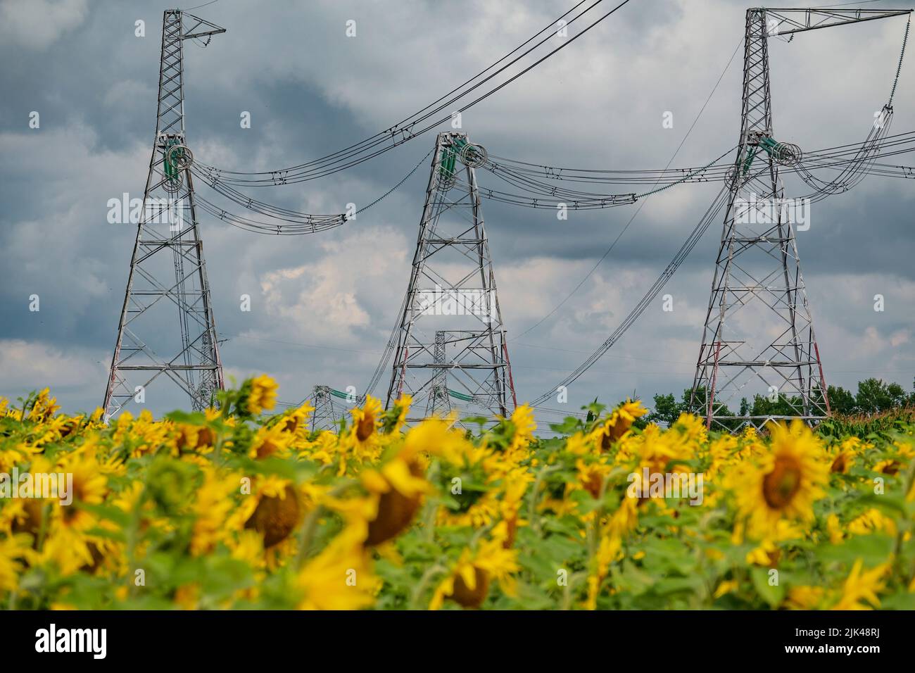 Power line pylons on the blooming sunflower field. Industrial landscape ...