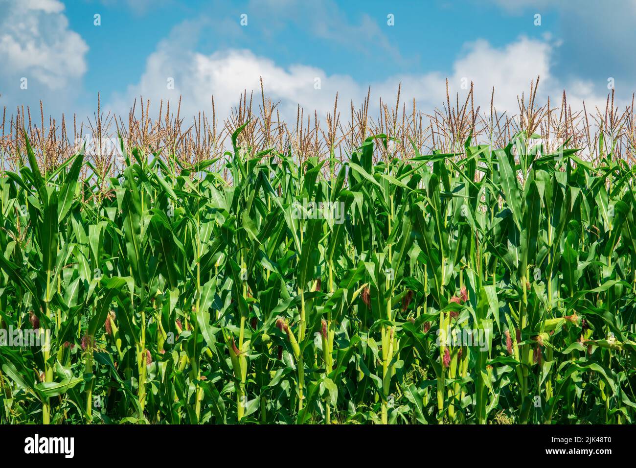 Growing corn field. Row of tall green corn plants Stock Photo - Alamy