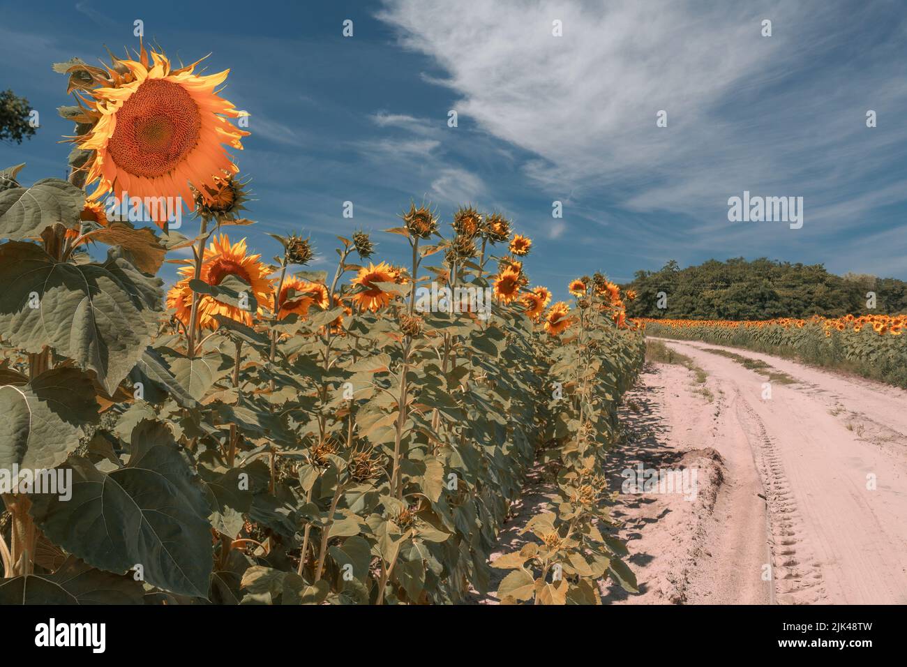 Ukraine sunflower industry hi-res stock photography and images - Alamy
