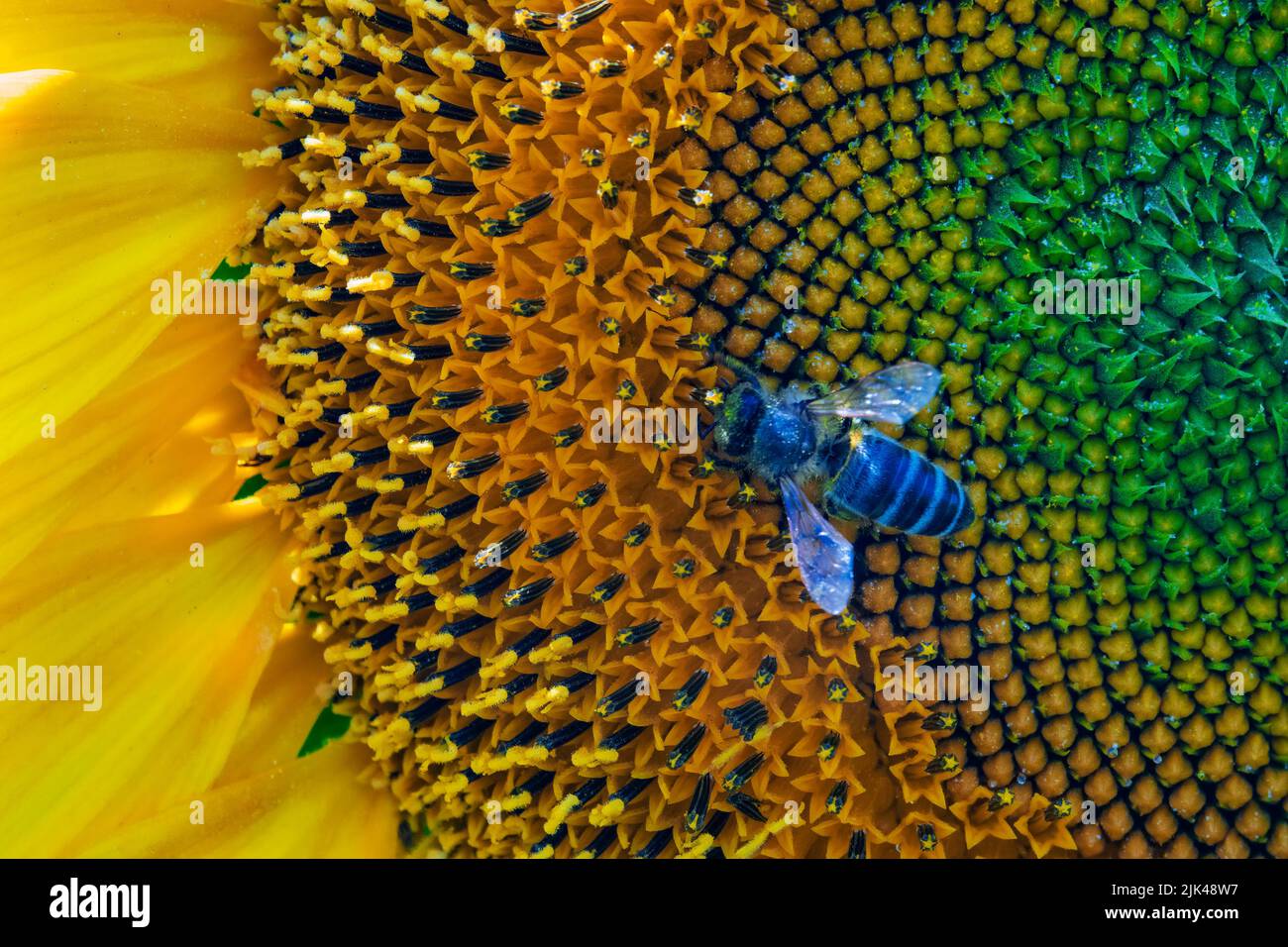 Honey bee collects pollen and nectar on the colorful sunflower Stock ...