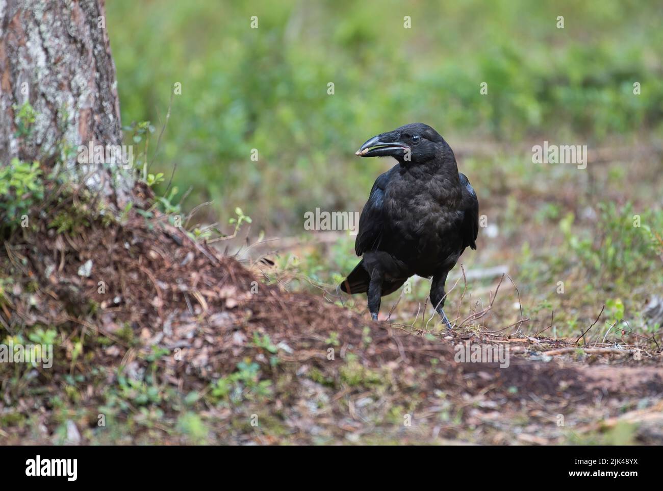 Common raven (Corvus corax) on the ground with a morsel of food in the ...