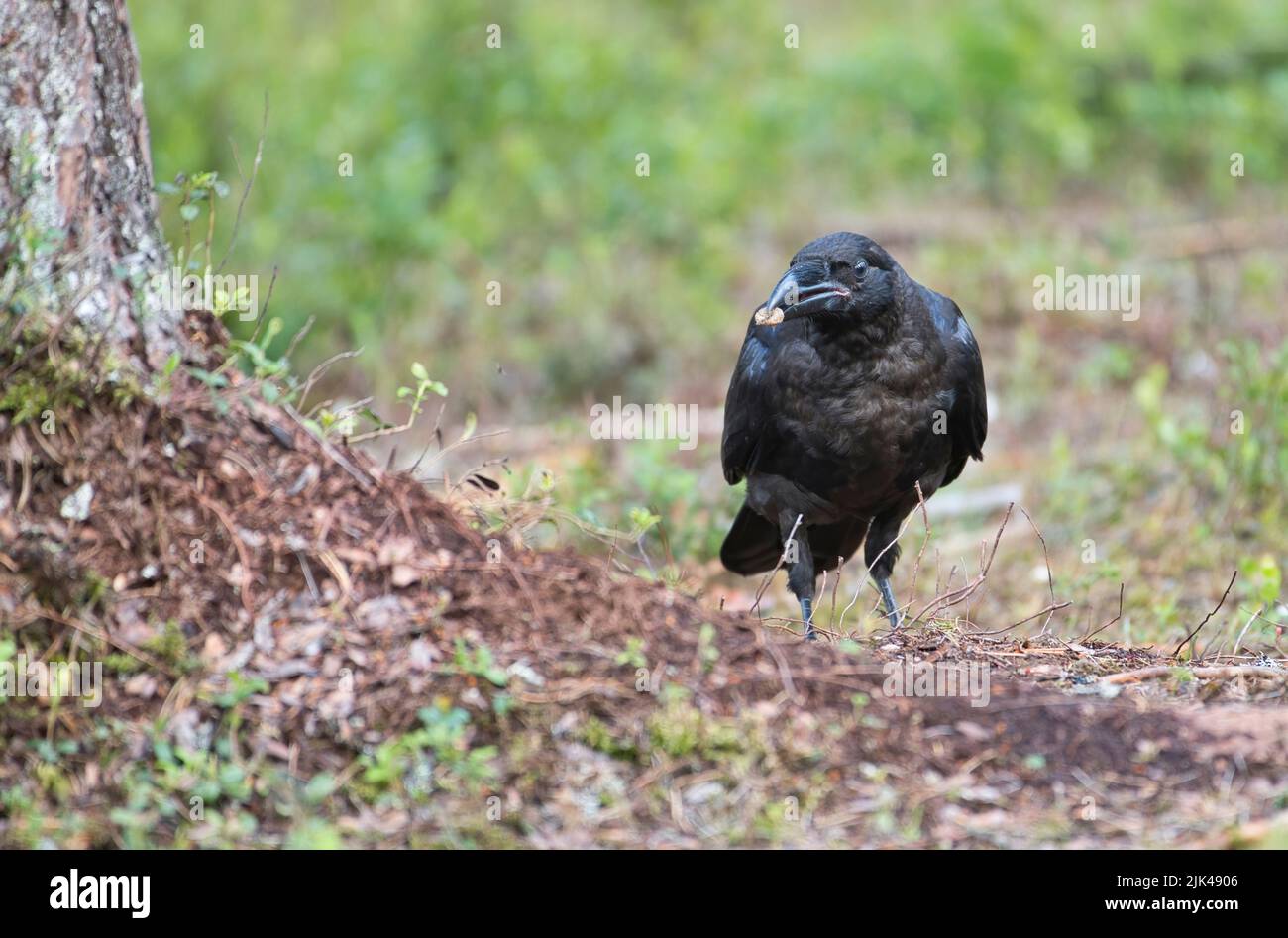 Common raven (Corvus corax) on the ground with a morsel of food in the ...