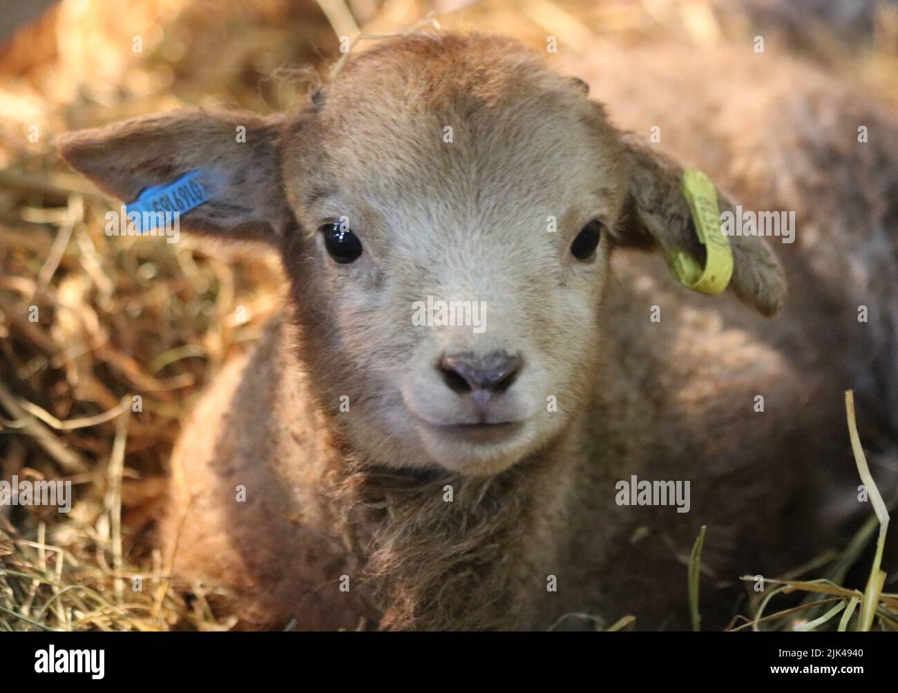 Portland wildlife hi-res stock photography and images - Alamy