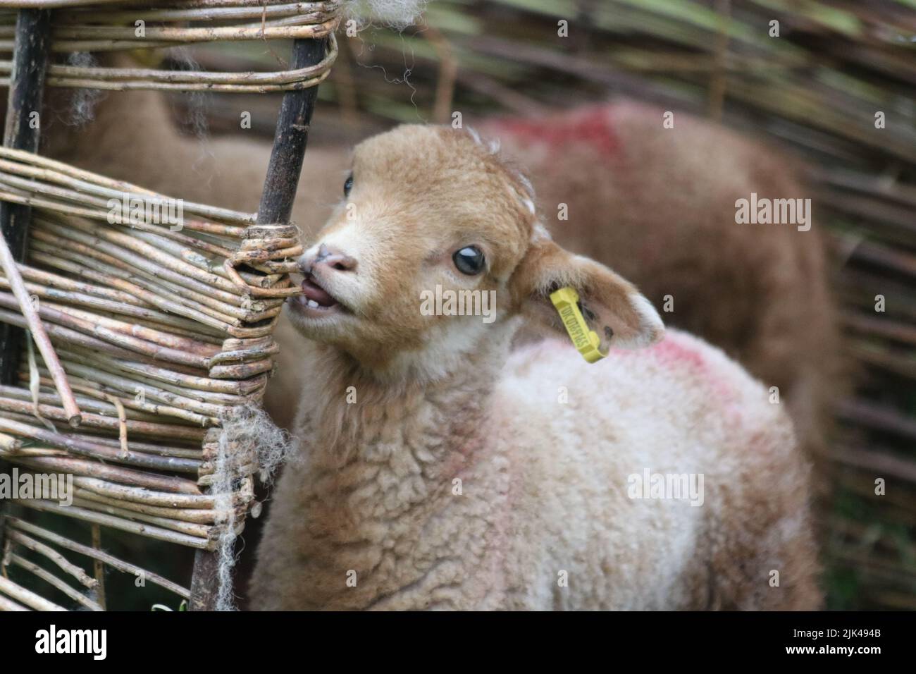 A cheeky Portland lamb chewing Stock Photo - Alamy