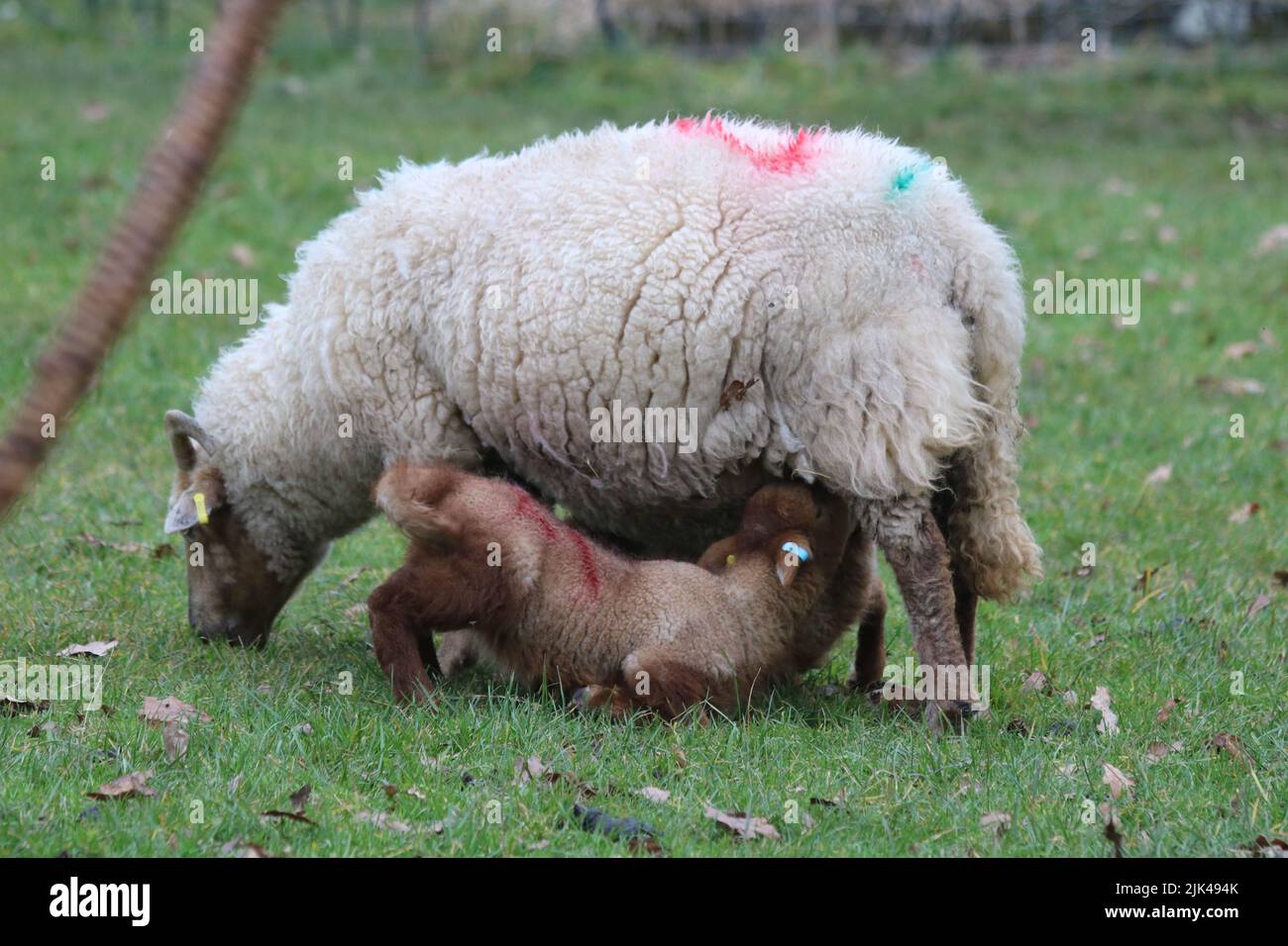 Portland Lamb feeding from its mum Stock Photo - Alamy