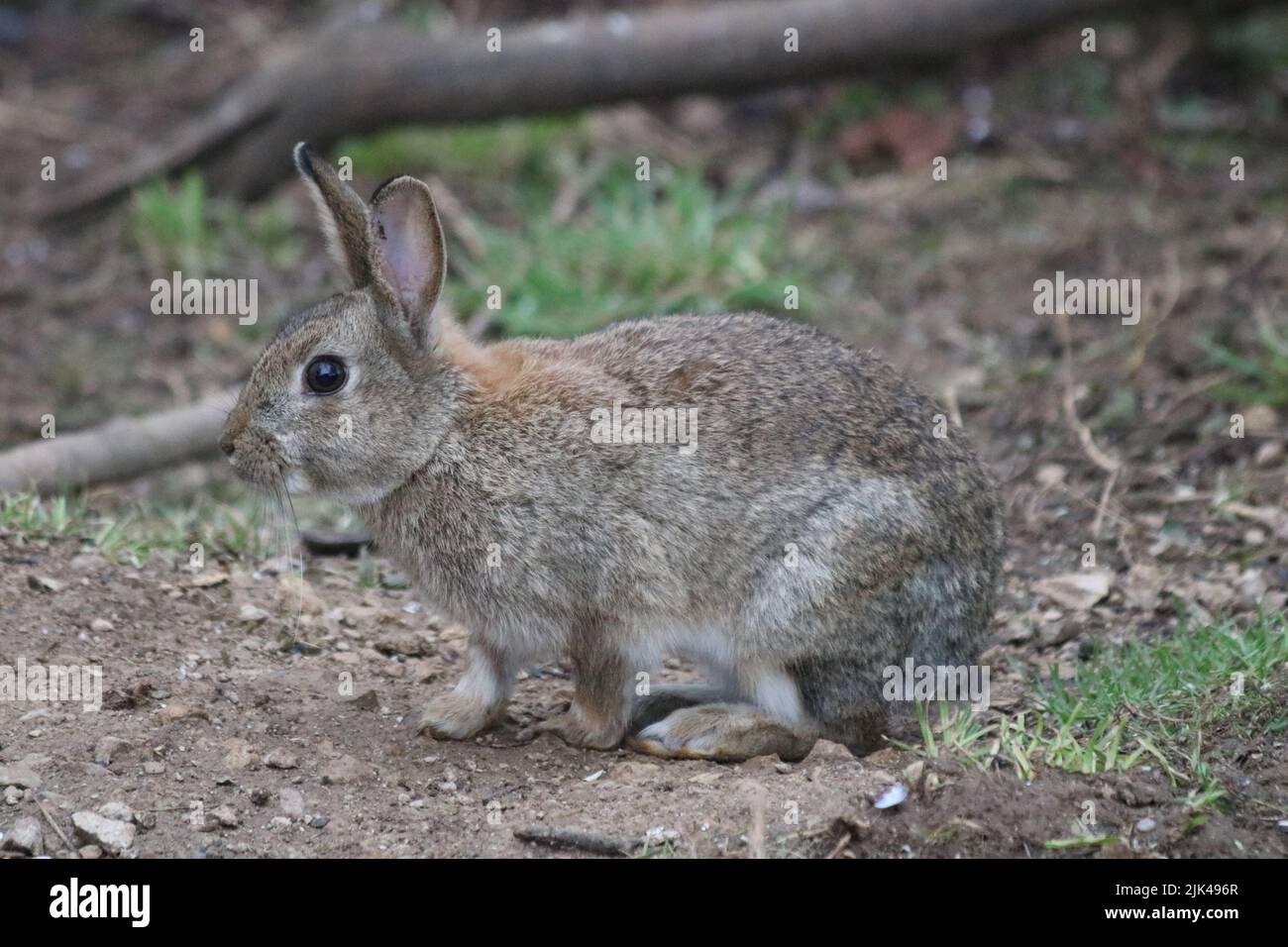 Wild rabbit sitting Stock Photo - Alamy