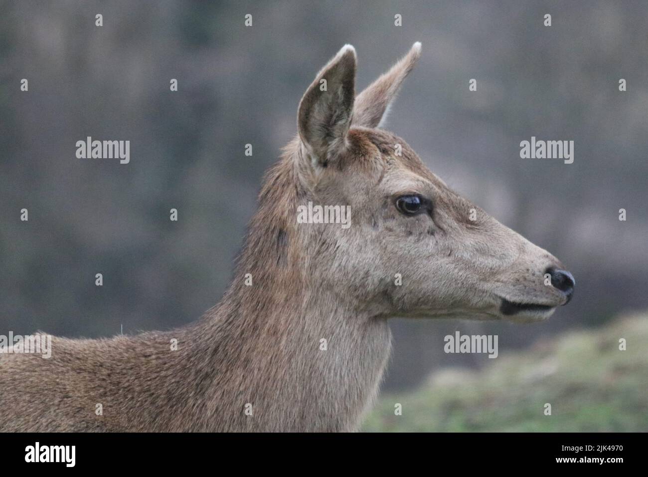 Female countryside hi-res stock photography and images - Alamy