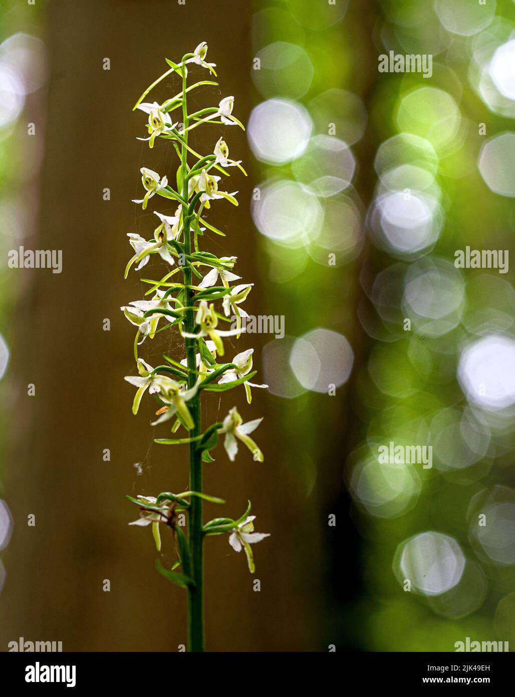 Greater butterfly orchid Chlorantha platanthera growing in the deep ...