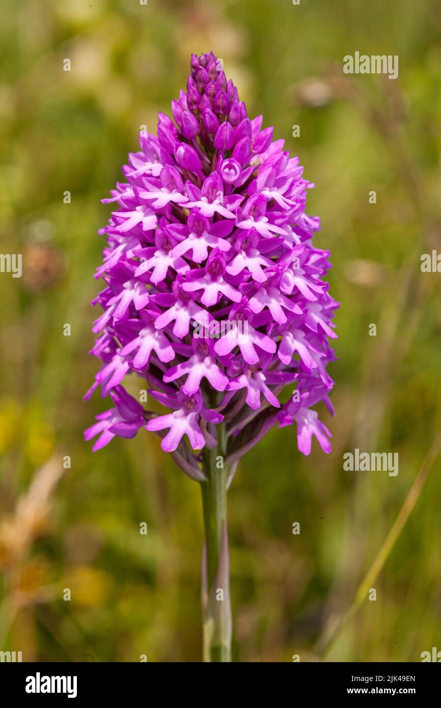 Large flower head of Pyramidal Orchid Anacamptis pyramidalis growing in ...
