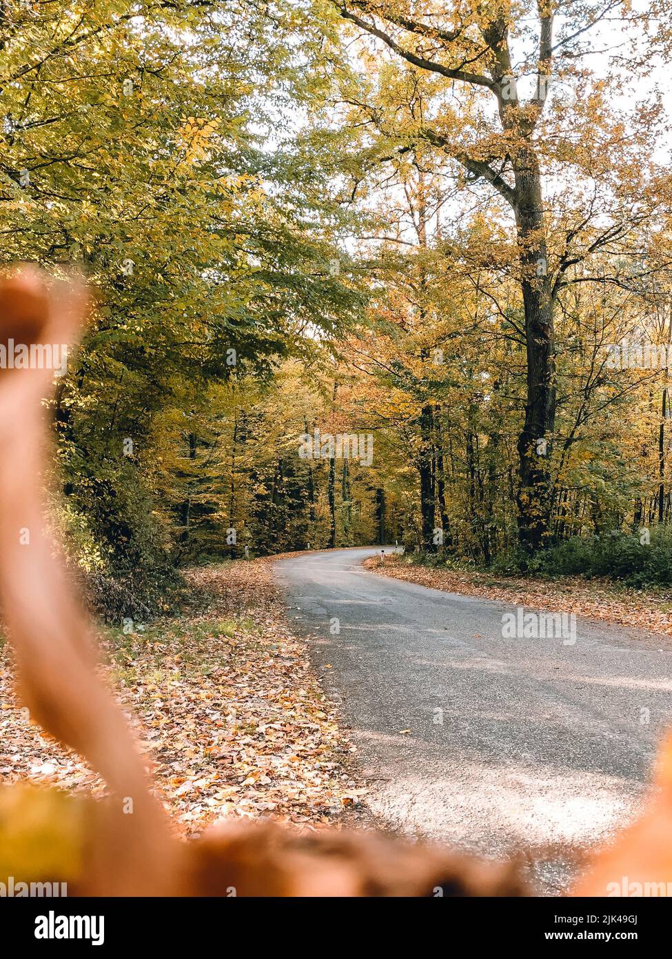 an empty road and autumn trees Stock Photo - Alamy