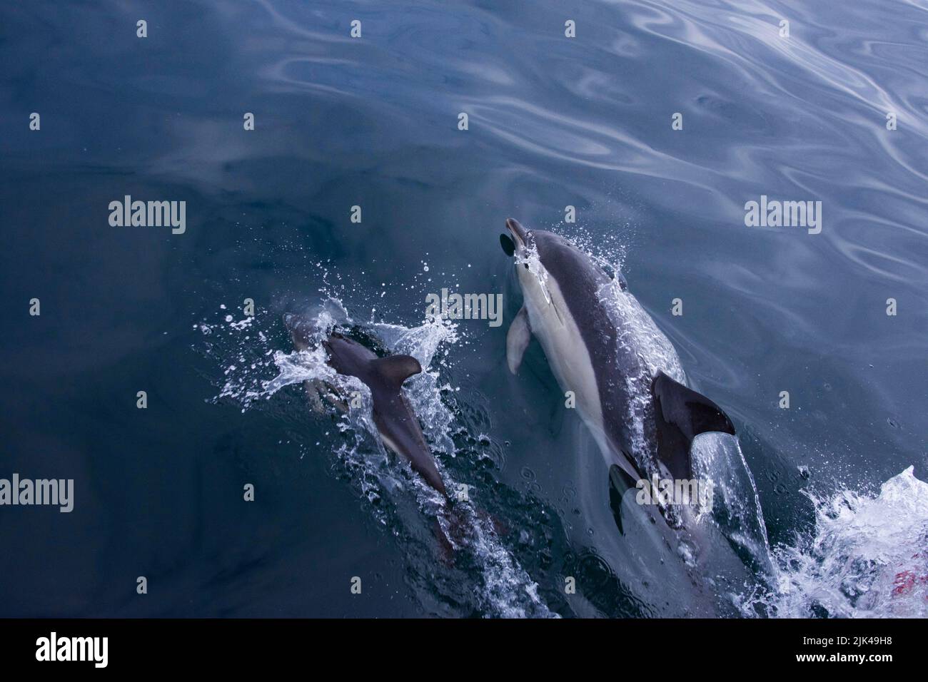 Dolphin ship bow hi-res stock photography and images - Alamy