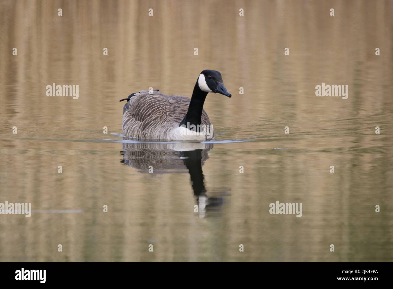 Just reflections hi-res stock photography and images - Alamy