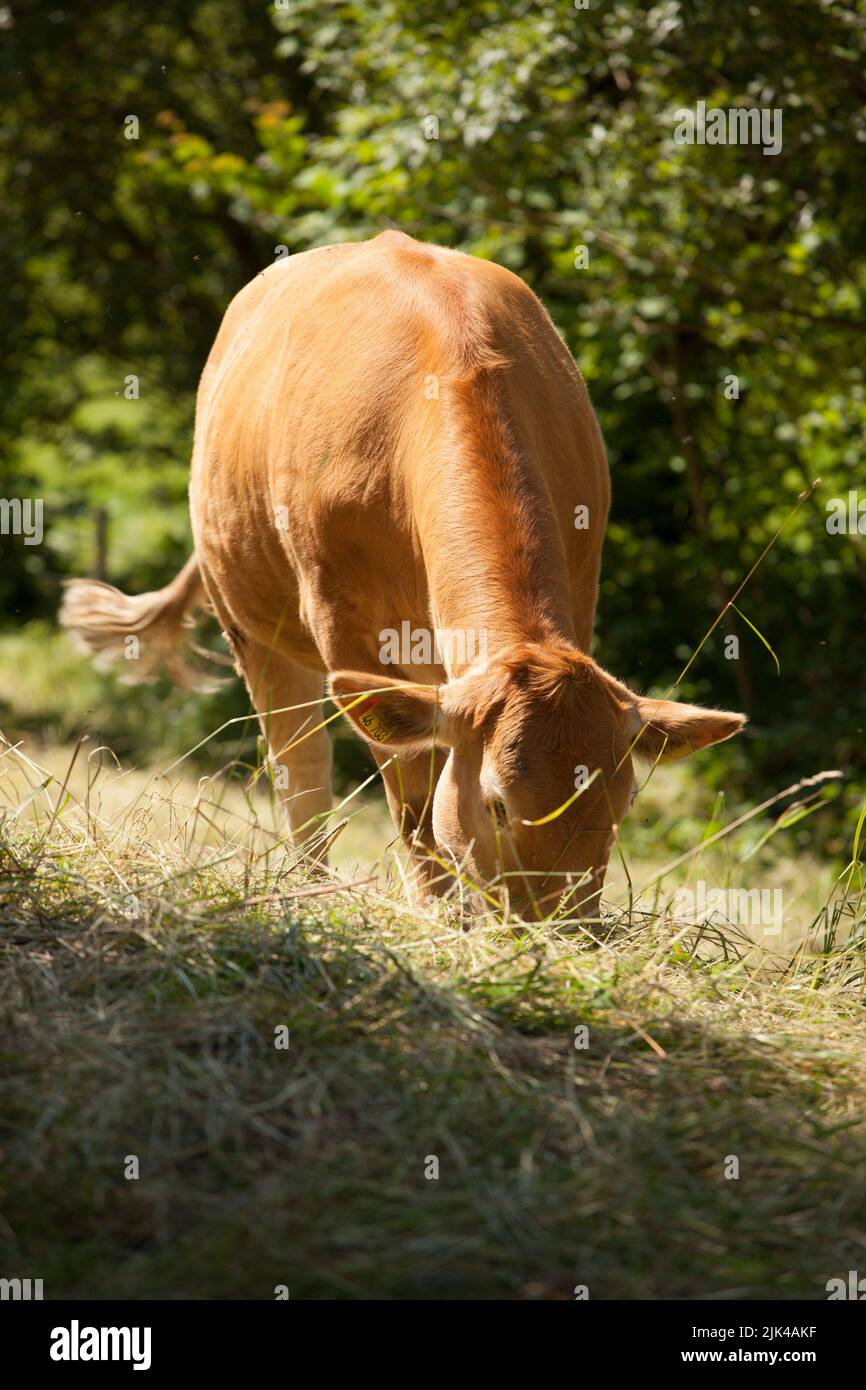 Herd of free-range cow walking and foraging at grassy hills, Baden ...