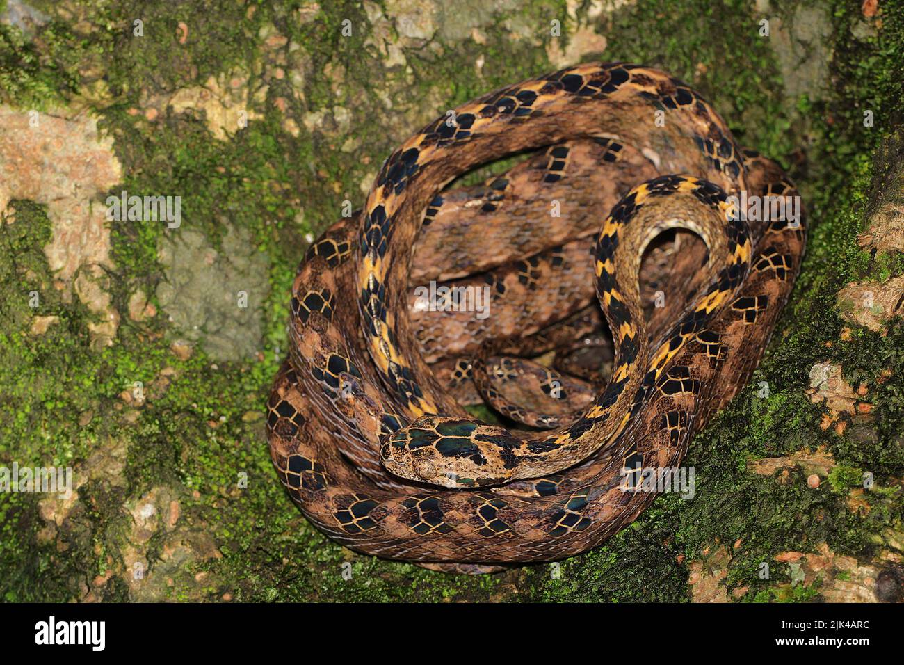 Serpent fauna hi-res stock photography and images - Alamy