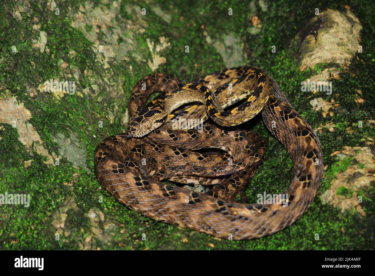 Common cat snake hi-res stock photography and images - Alamy