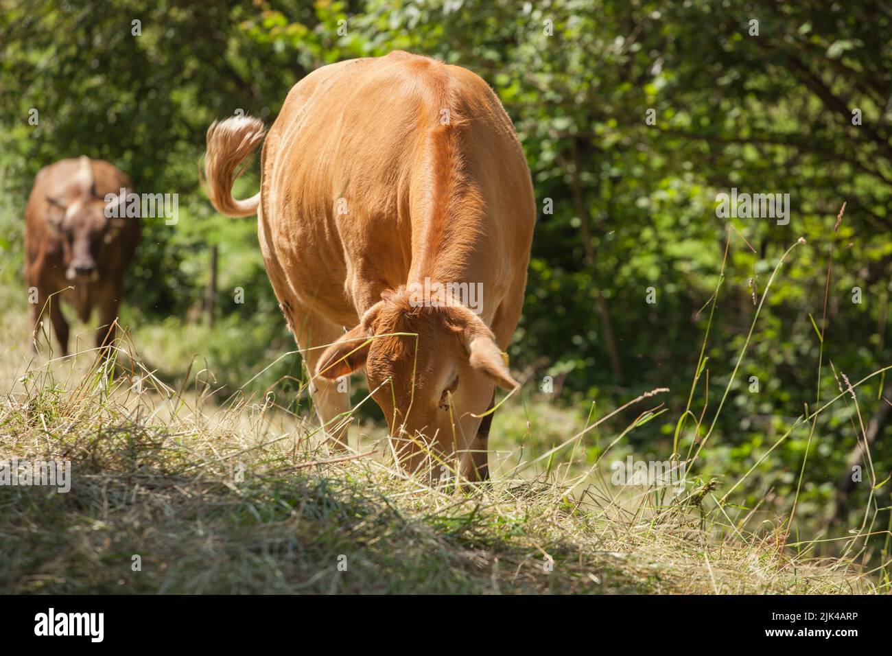 Foraging range hi-res stock photography and images - Alamy