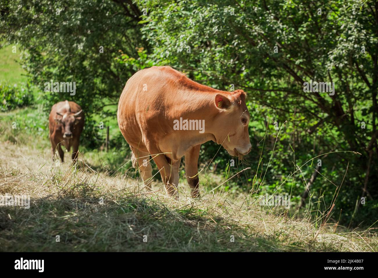 Herd of free-range cow walking and foraging at grassy hills, Baden ...