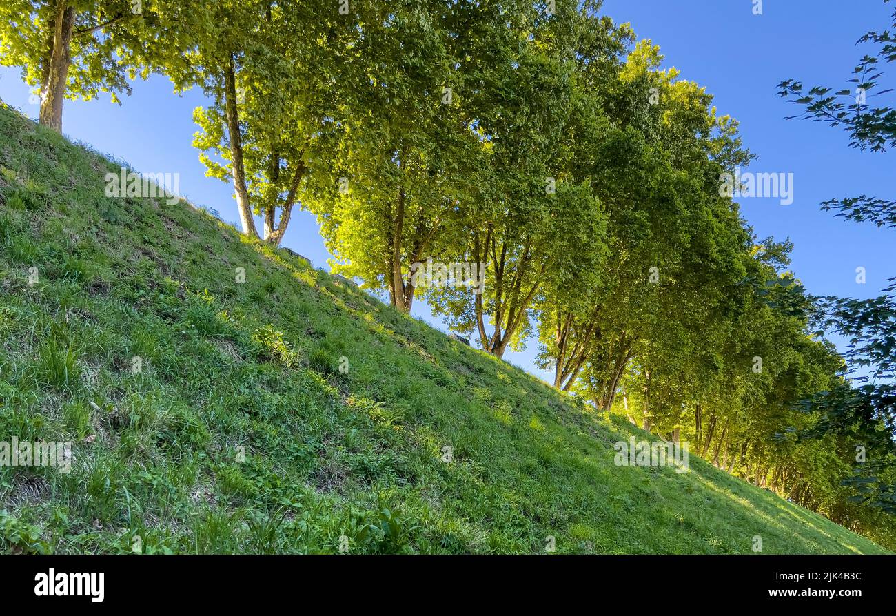 a line of green trees along the top of a steep grass bank, blue summer ...
