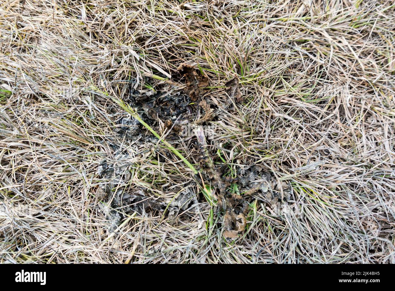 Dead weed in lawn Stock Photo - Alamy