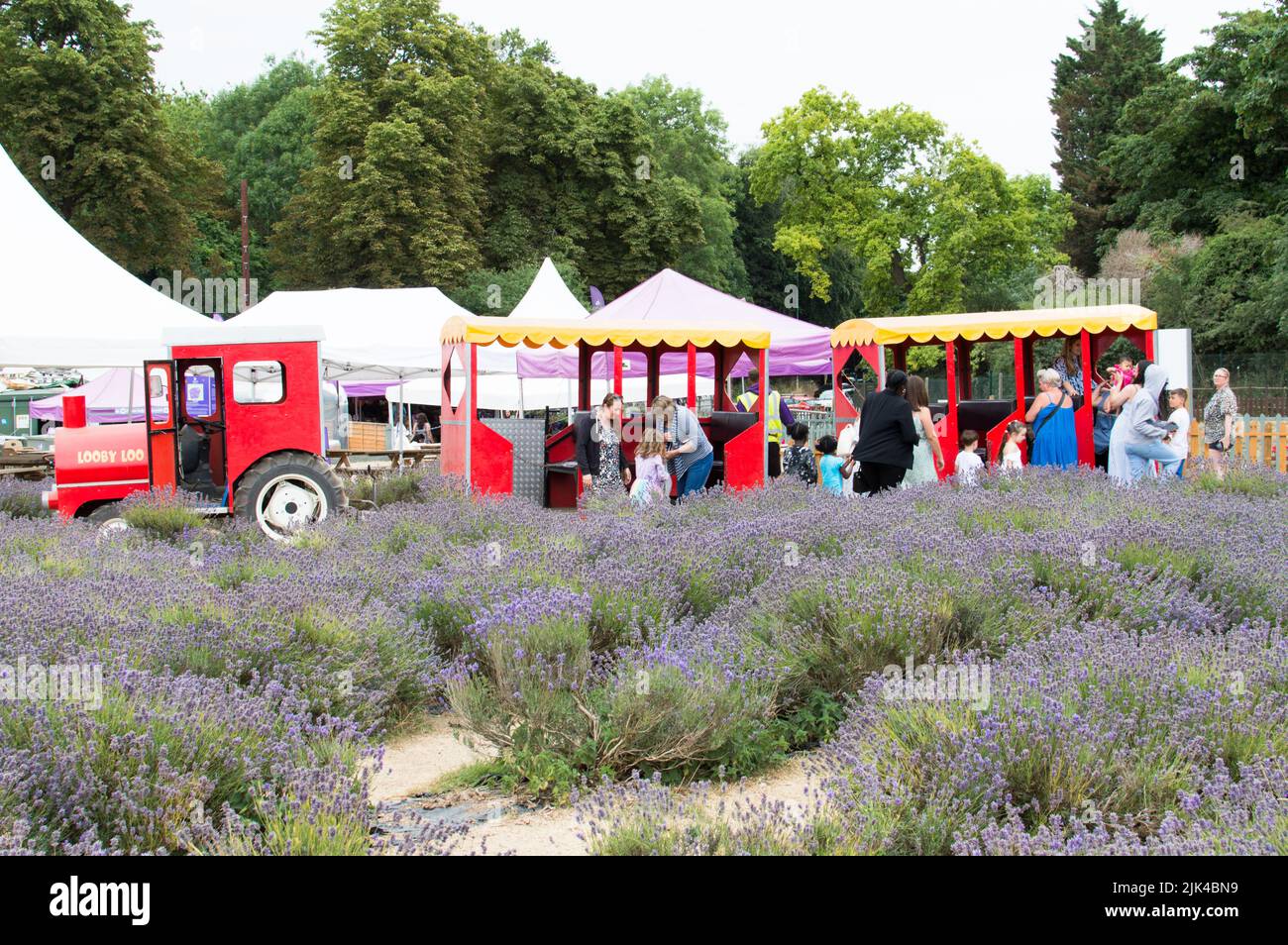 Fun train ride around Lavendar farm Stock Photo - Alamy