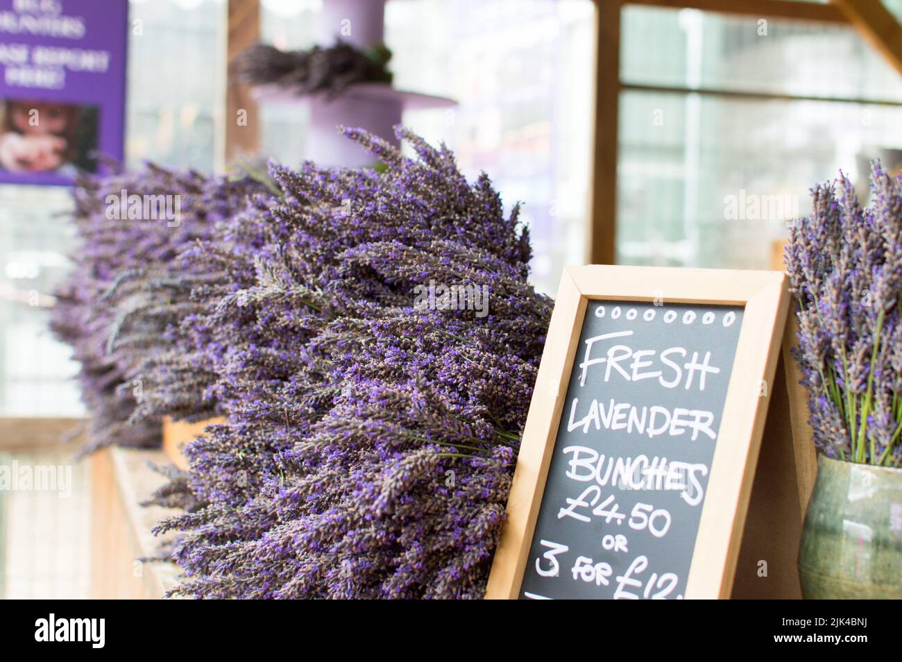 Bunch fresh lavandula field hi-res stock photography and images - Alamy