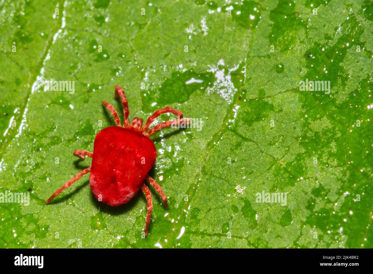 Red velvet mite hi-res stock photography and images - Alamy