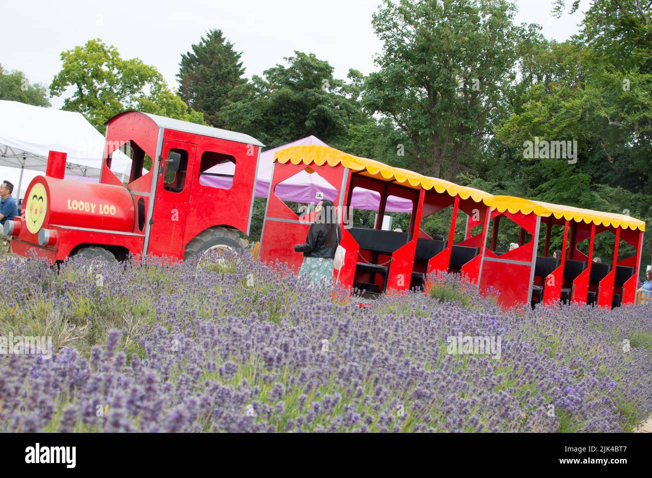 Train ride inside Mayfield Lavender farm Stock Photo - Alamy