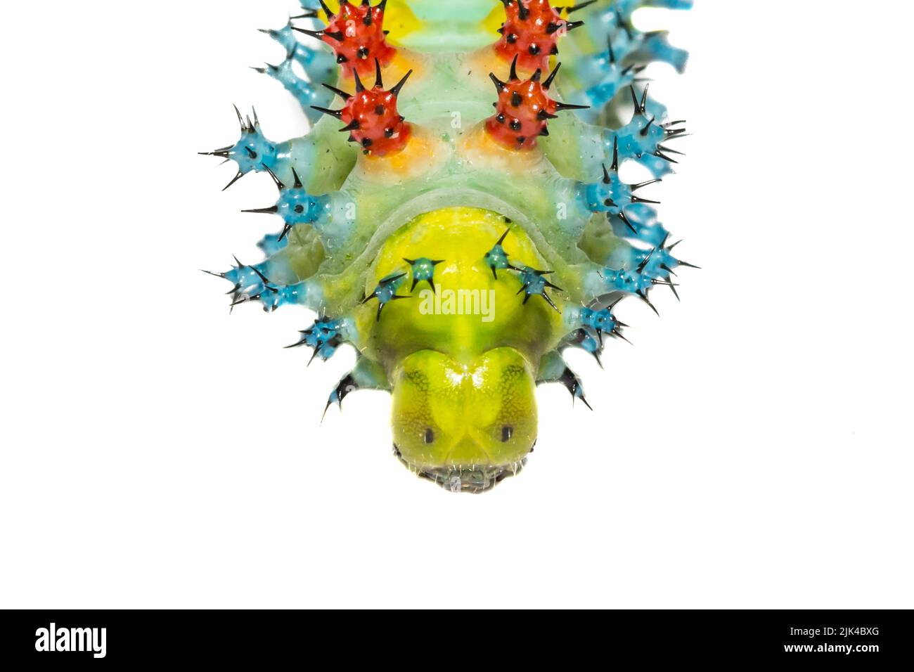 Cecropia Caterpillar Third Instar - Hyalophora cecropia Stock Photo - Alamy