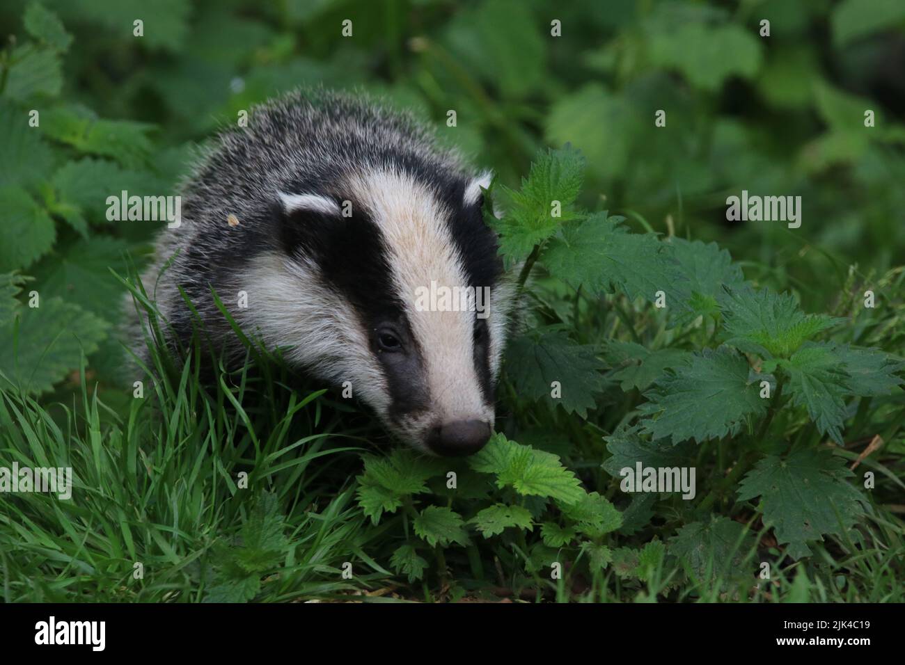 Baby badger wild hi-res stock photography and images - Alamy