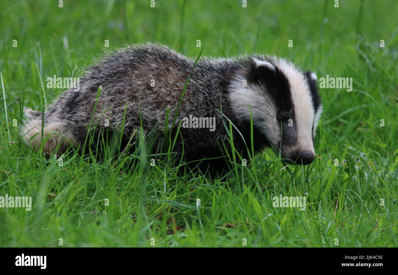 Baby badger hi-res stock photography and images - Alamy