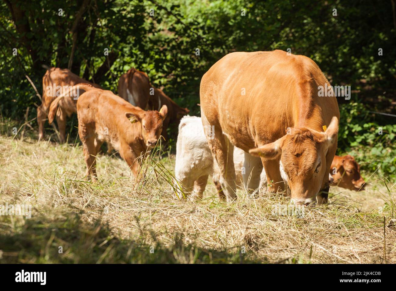 Herd of free-range cow walking and foraging at grassy hills, Baden ...