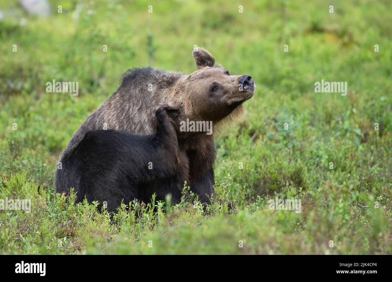 Black Bear Ears Costume