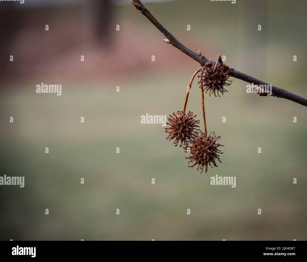 Three seeds pods hi-res stock photography and images - Alamy