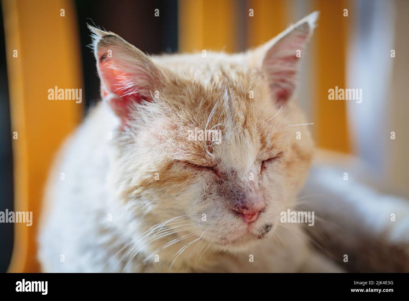 Red stray cat sleeps on a chair outdoors Stock Photo - Alamy