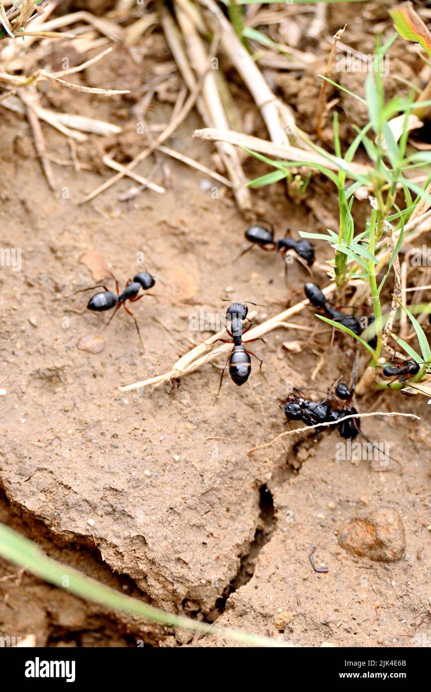 closeup the bunch black ants running the garden with soil soft focus ...