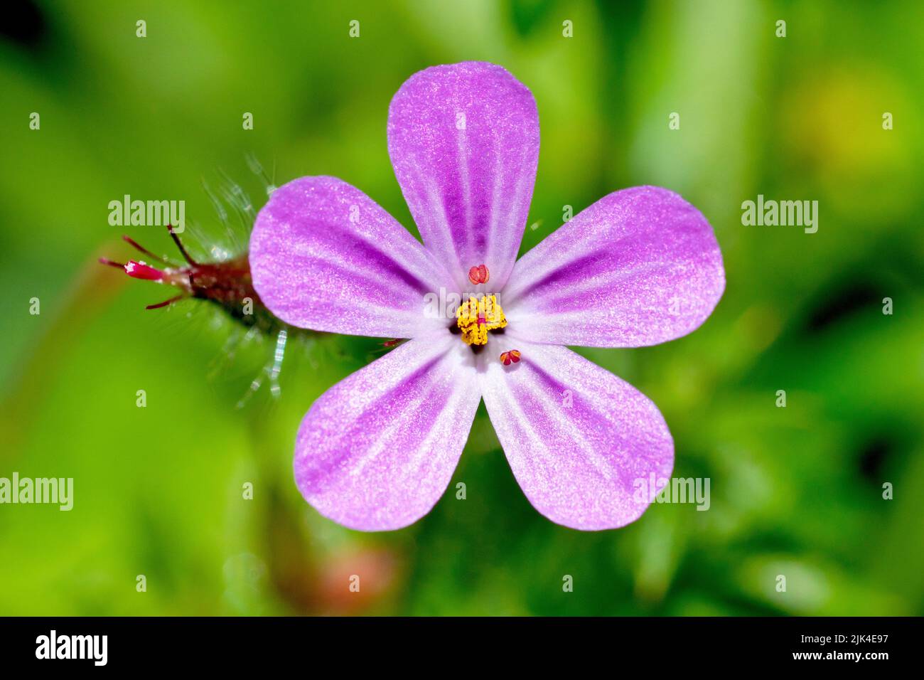Common geranium hi-res stock photography and images - Alamy