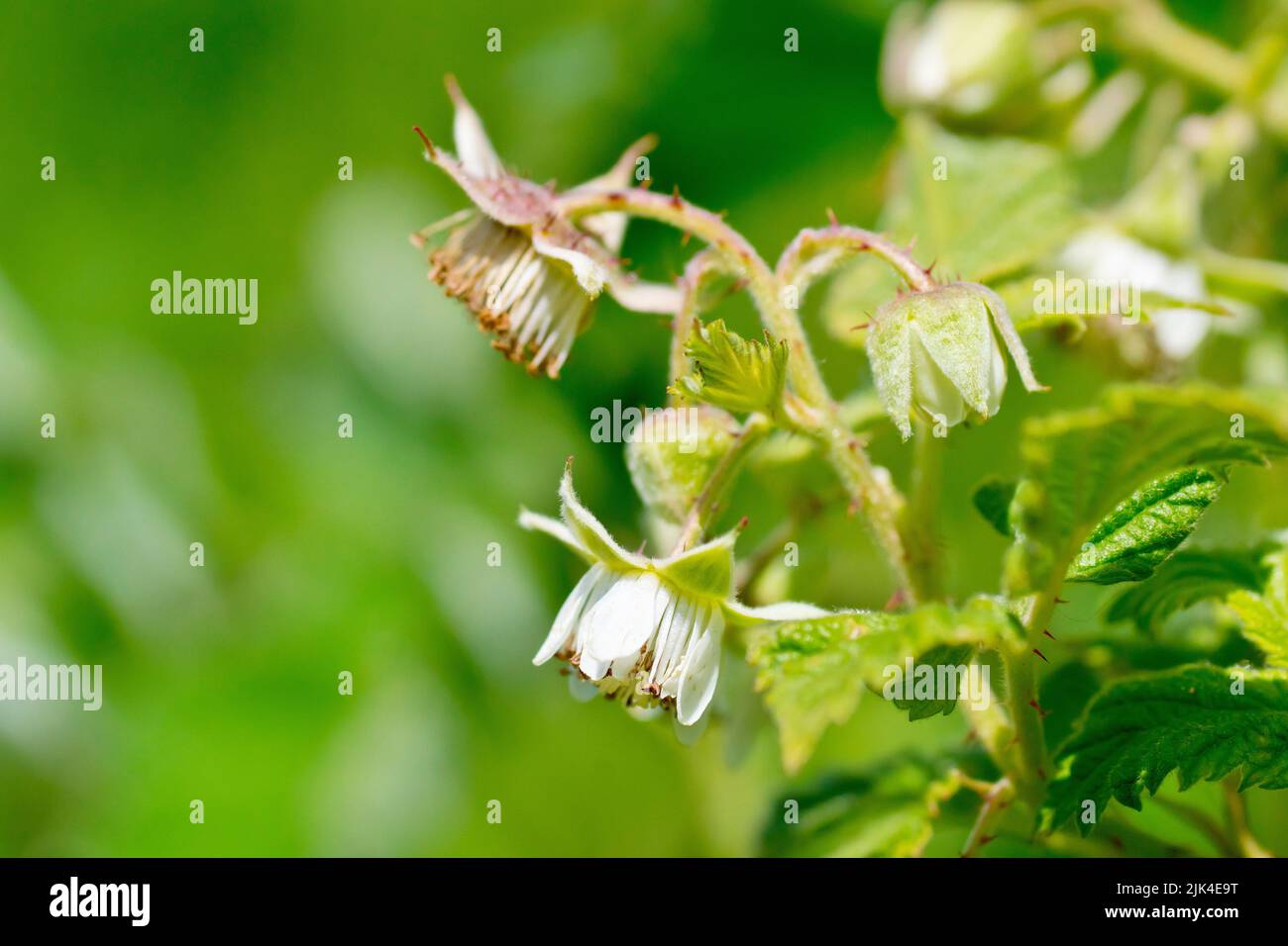 Raspberry Bush Flowers
