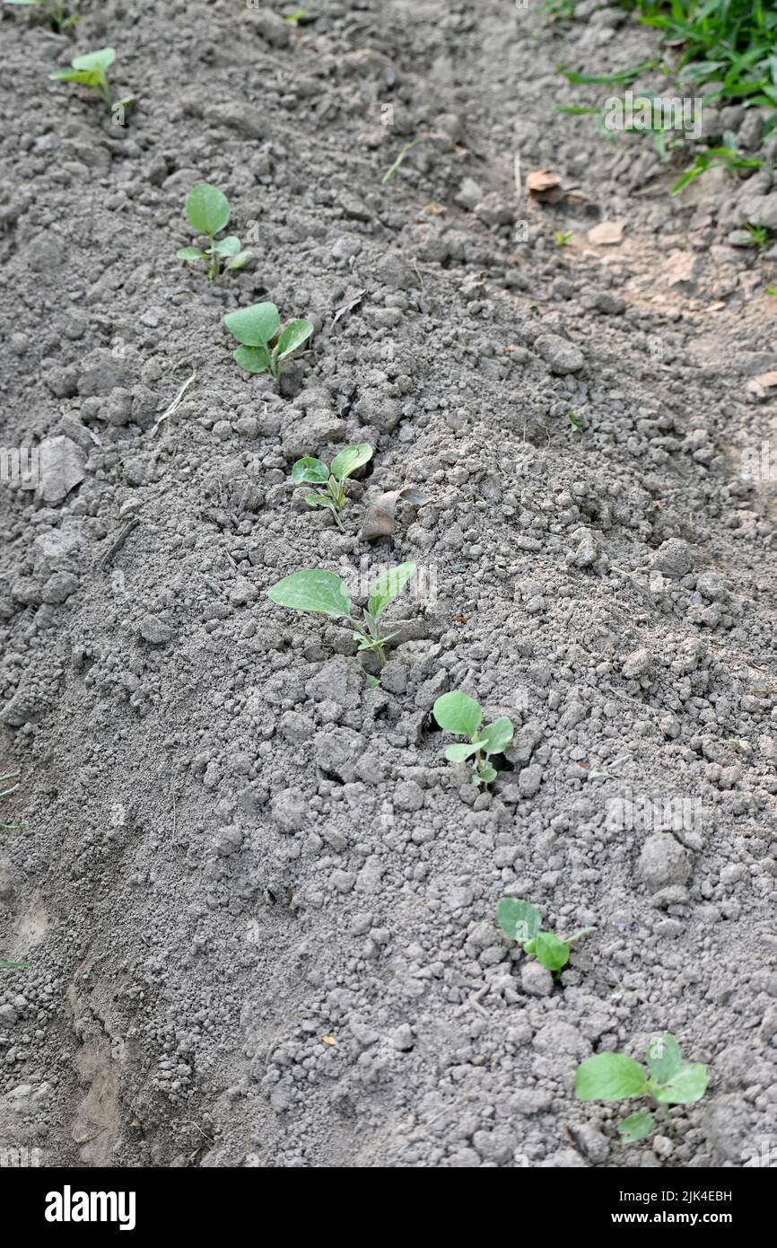 closeup the bunch ripe small brinjal plant soil heap in row and growing ...