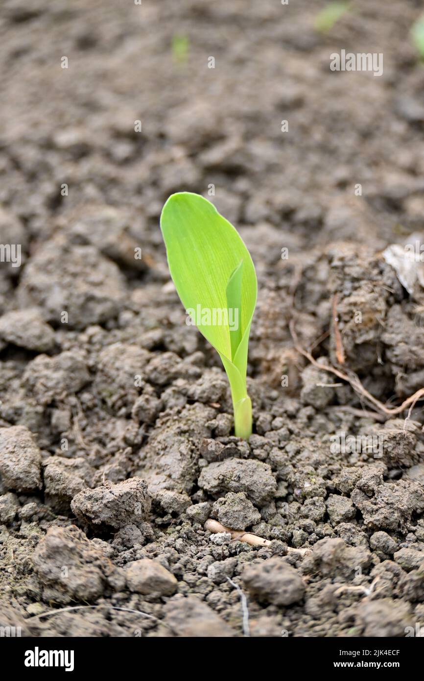 closeup the small green ripe corncob plant soil heap in the farm soft ...