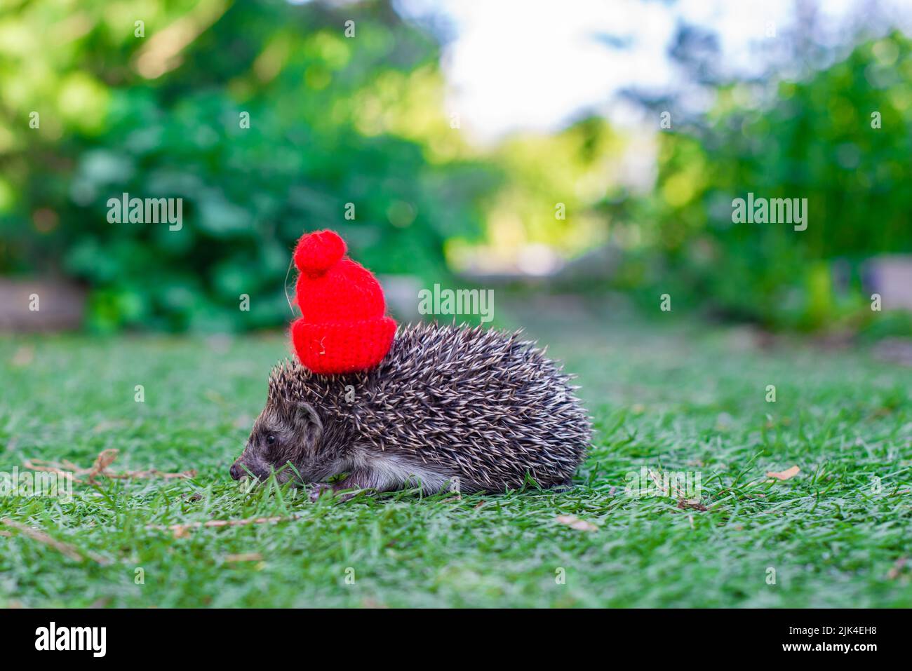 one hedgehog in a green meadow in a red cap Stock Photo - Alamy
