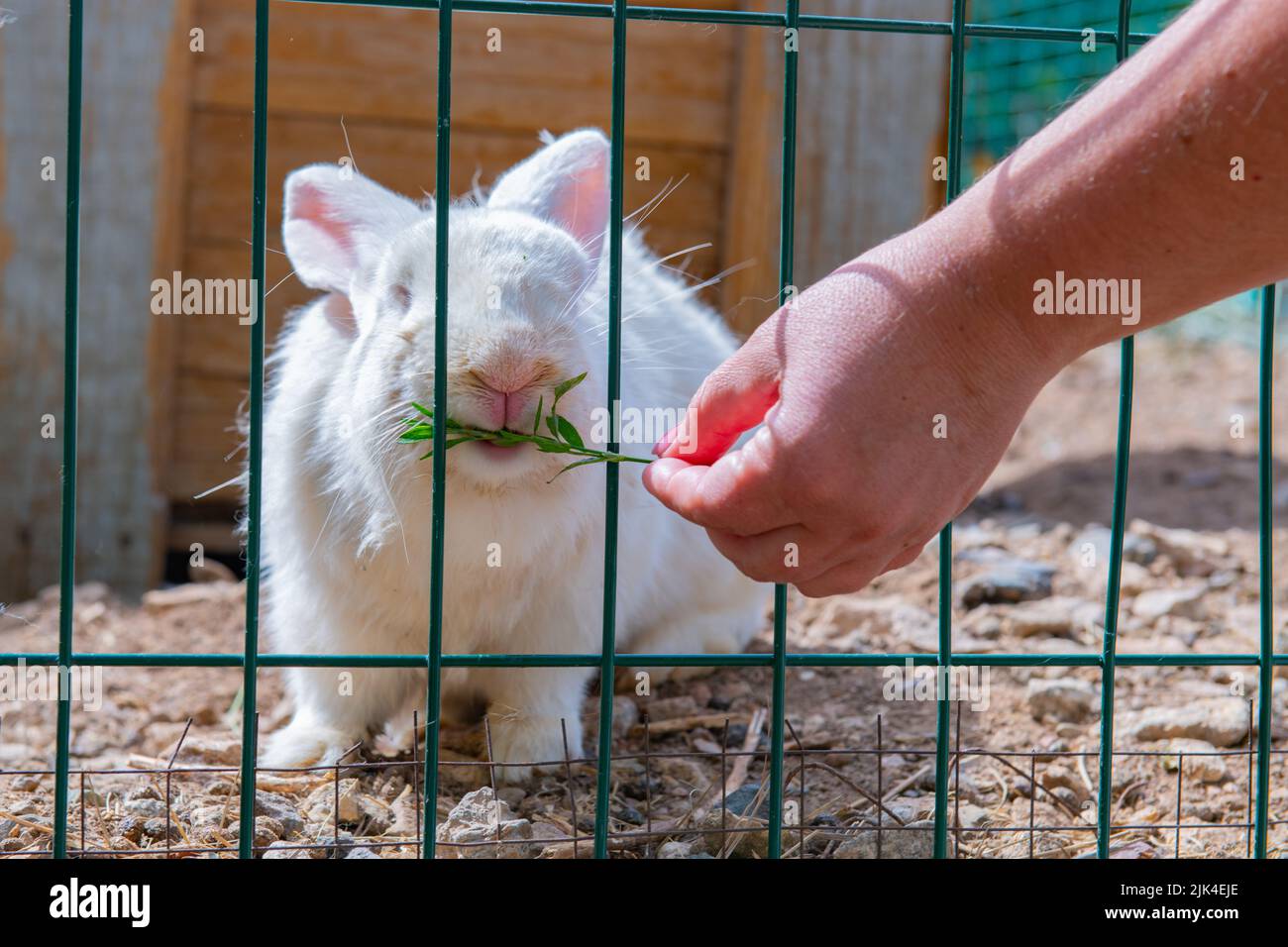 White rabbit eats green grass hi-res stock photography and images - Alamy