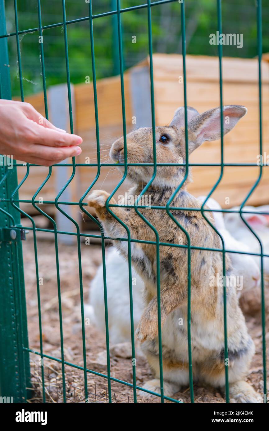 adult gray rabbit eats grass through the bars Stock Photo - Alamy