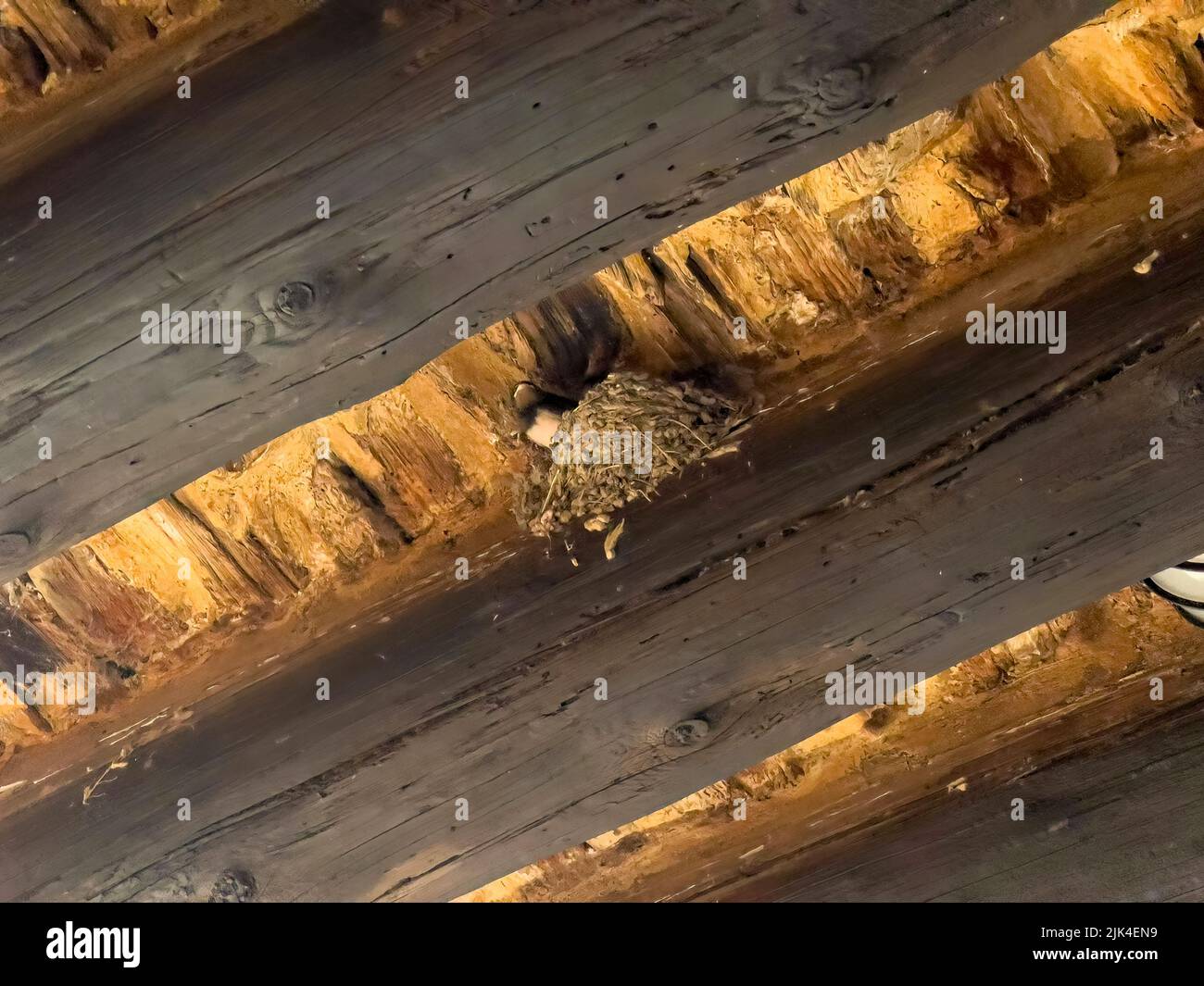 a barn swallow (Hirundo rustica) nest built against wooden ceiling ...