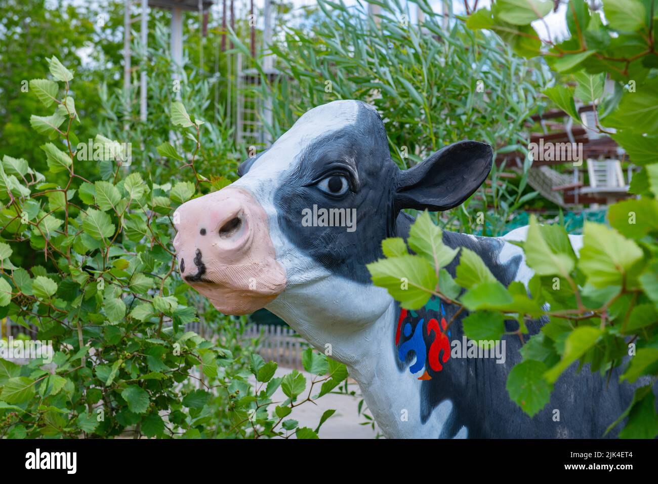 Multi colored cow hi-res stock photography and images - Alamy